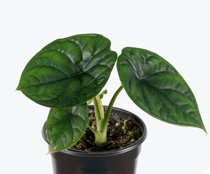 ALOCASIA AEGIS / PLANT | The Nickel Refillery