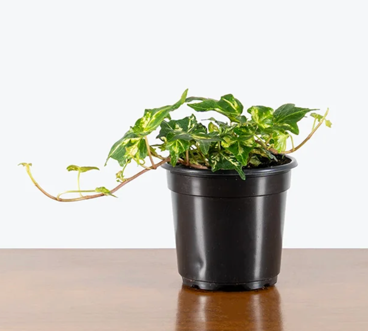 IVY GOLDEN INGOT / PLANT | The Nickel Refillery